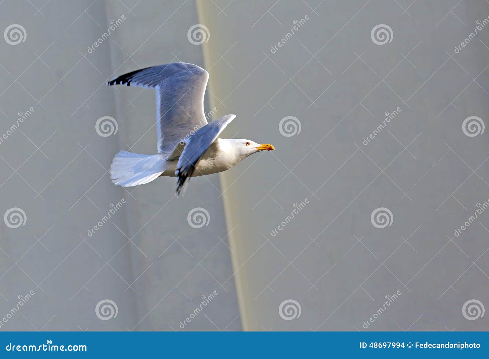 Flight of a Seagull in the Sky Stock Photo - Image of fauna, seabird ...