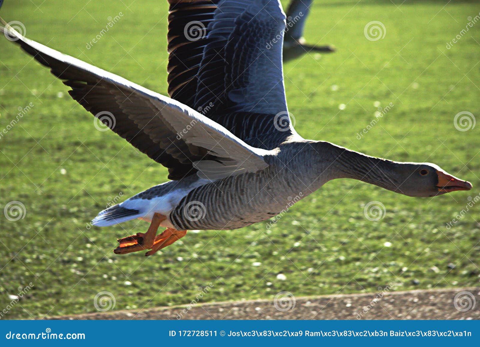 The Flight of a Single Duck Stock Image - Image of atlantic, meal ...