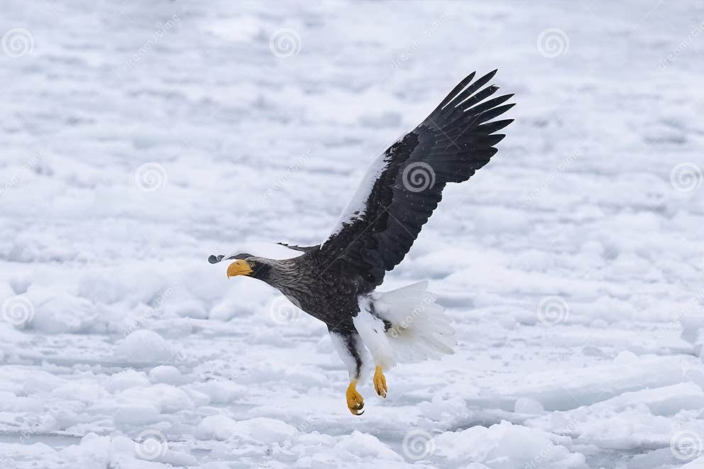 Flight of the Stellar Eagle Taking the Flight from the Drift Ice Stock ...