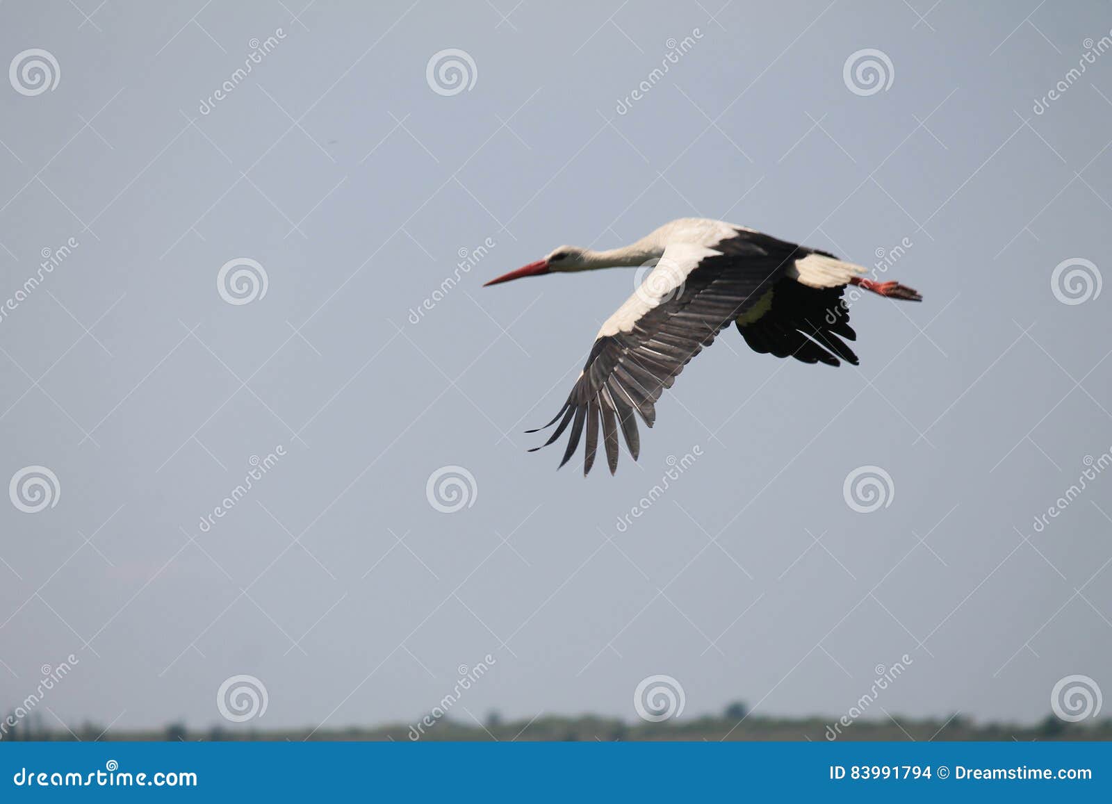 Flight of the stork stock photo. Image of ukraine, blue - 83991794