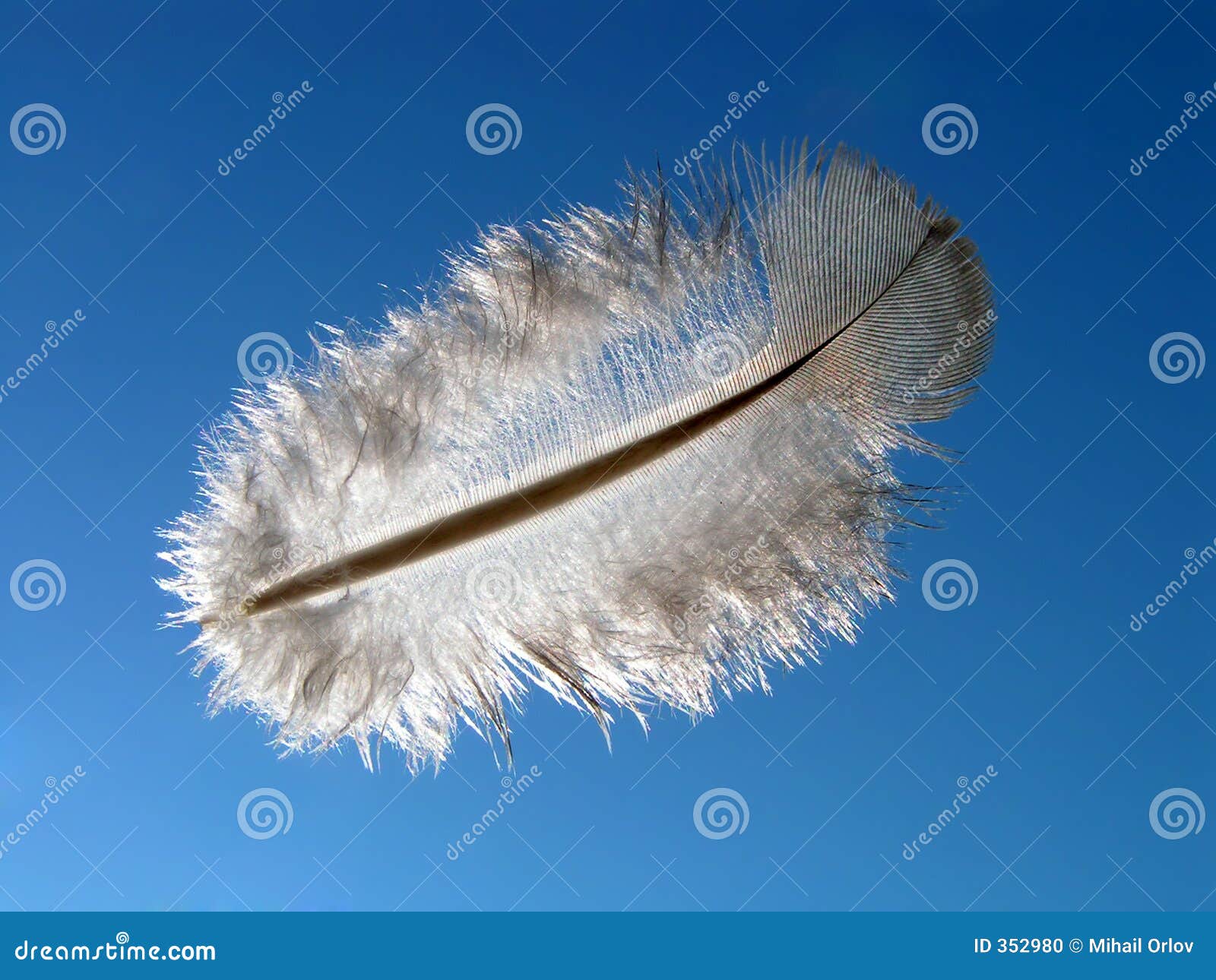Flight to a feather. stock photo. Image of fluffy, blue - 352980