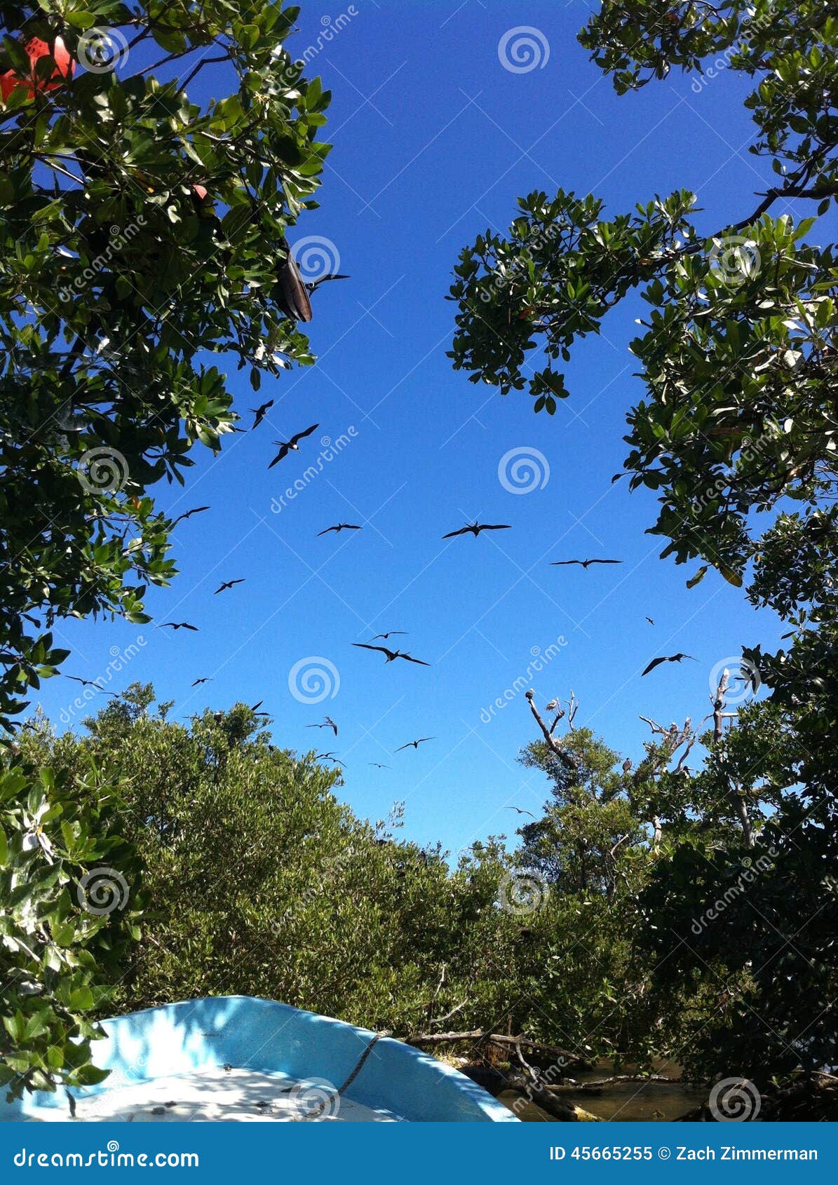 Flight from the trees stock image. Image of view, group - 45665255