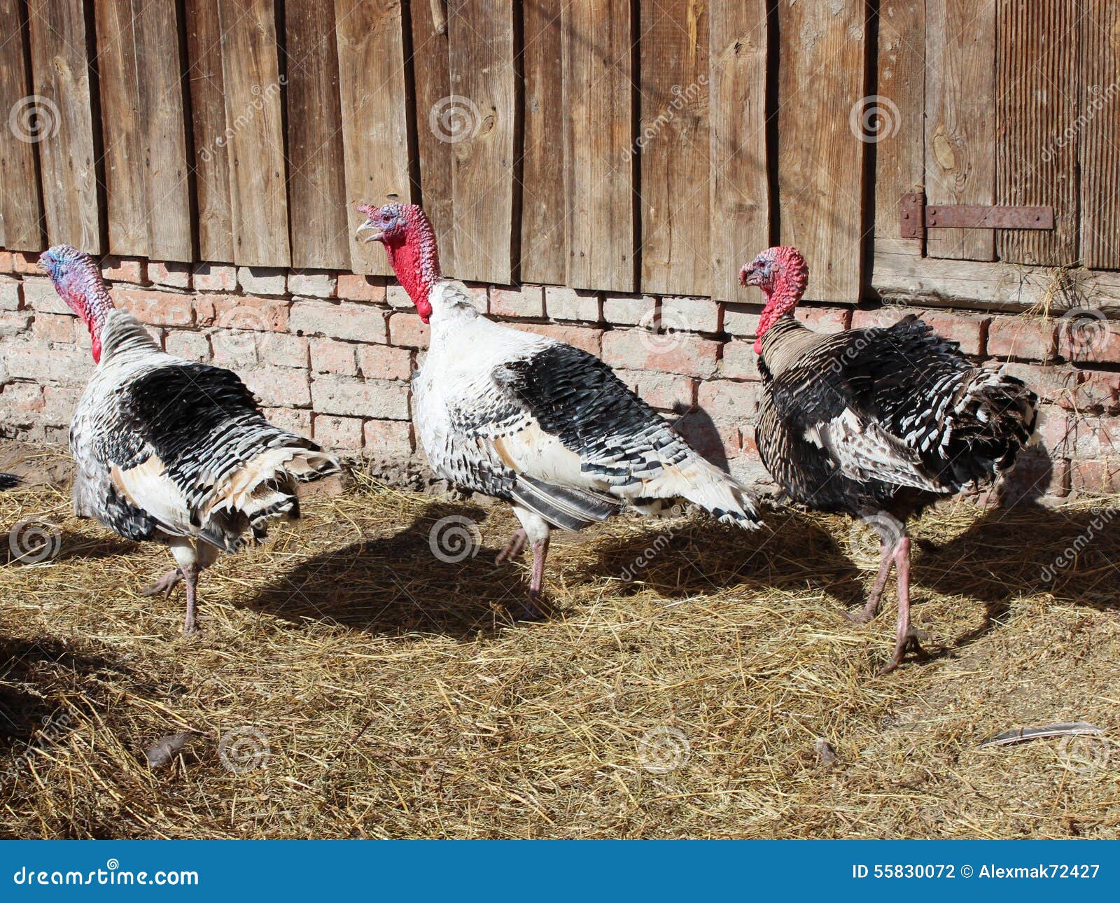 Flight of Turkeys in the Village Stock Photo - Image of flight, meat ...
