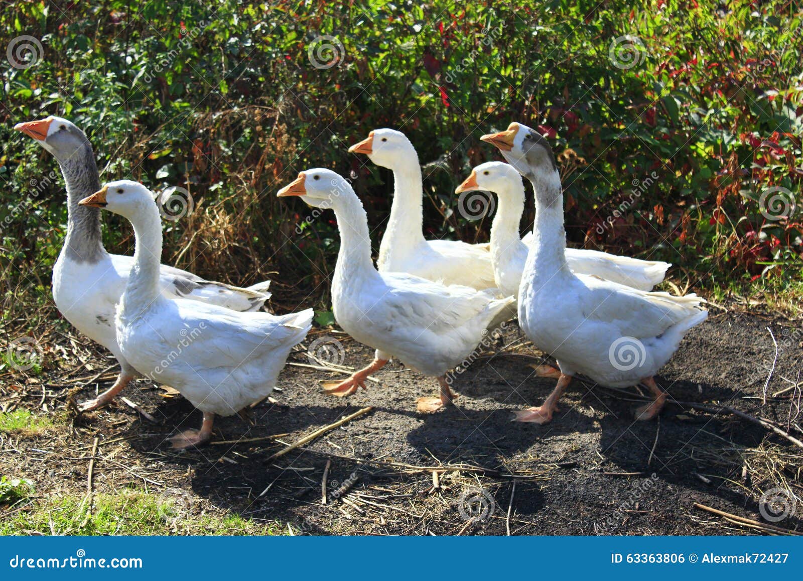 Flight of White Geese on the Meadow Stock Photo - Image of animal ...