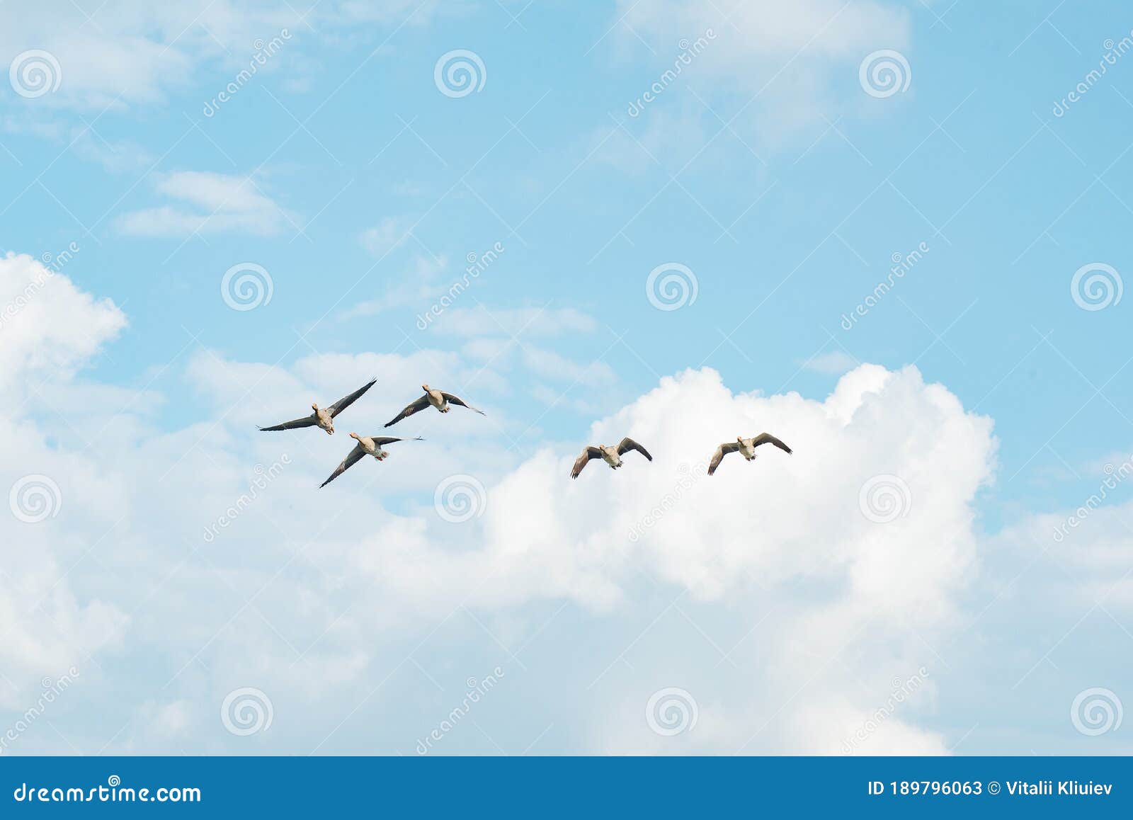 Wild Geese stock image. Image of european, habitat, landscape - 189796063