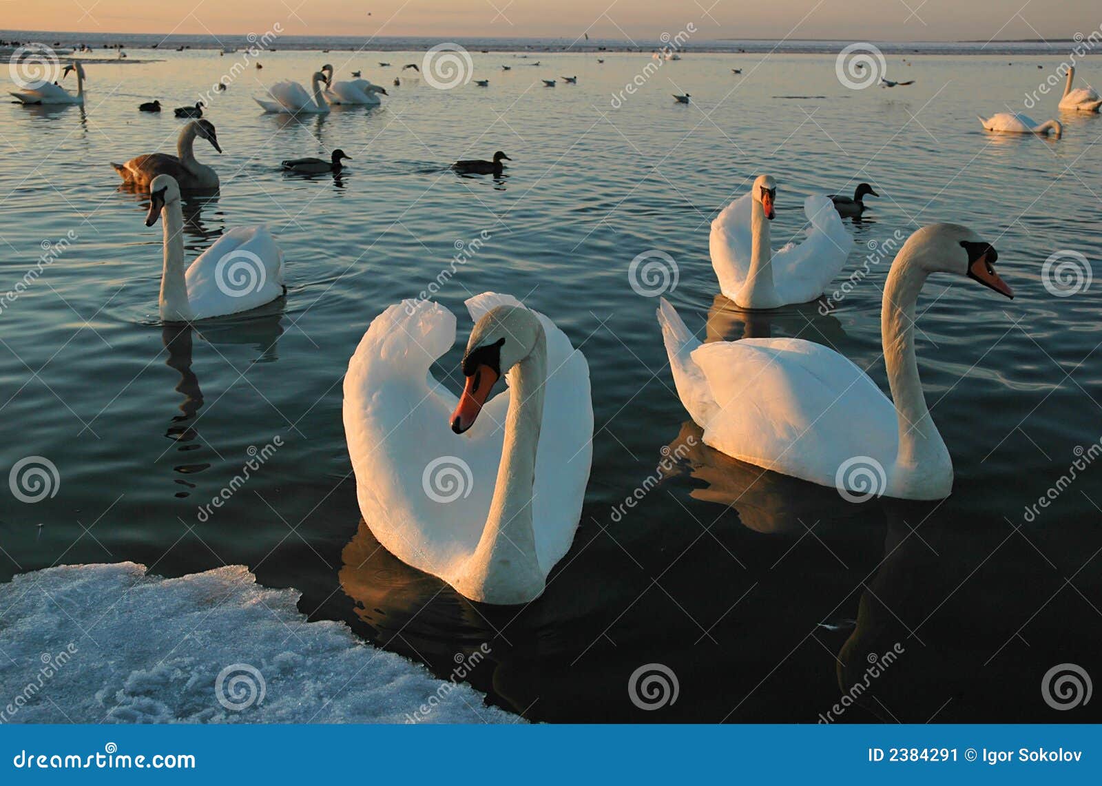 Flight of Wild Swans in a Gulf Stock Image - Image of silence, sunset ...