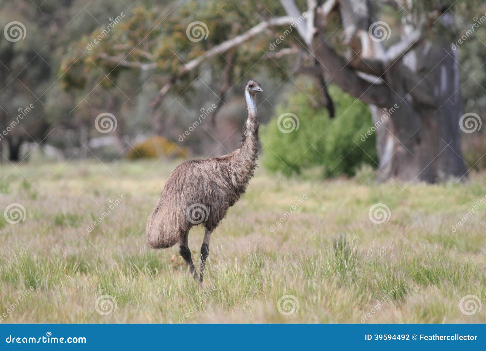 Flightless Australijski Ptak Emu Zdjęcie Stock - Obraz złożonej z ...