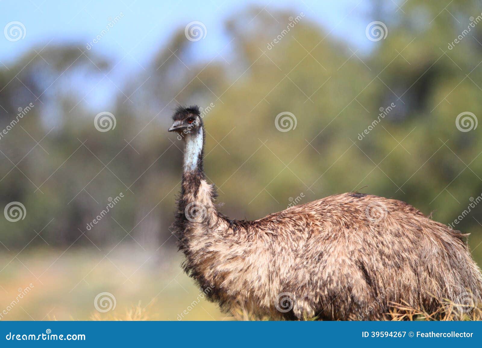 Flightless Australische Vogel, De Emoe Stock Afbeelding - Image of ...