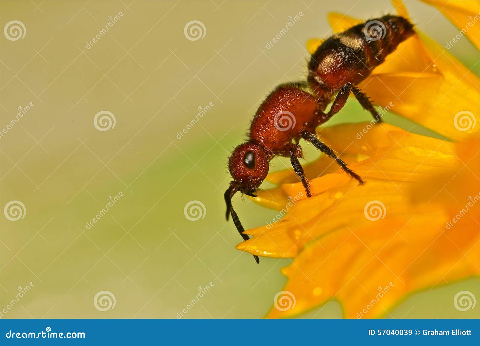 Flightless Bee on a Yellow Flower Stock Image - Image of honey, abstract: 57040039