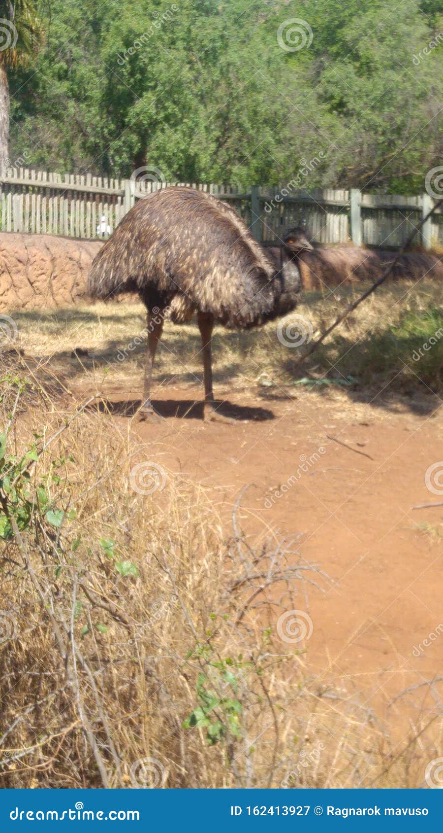Flightless birds stock image. Image of birds, flightless - 162413927