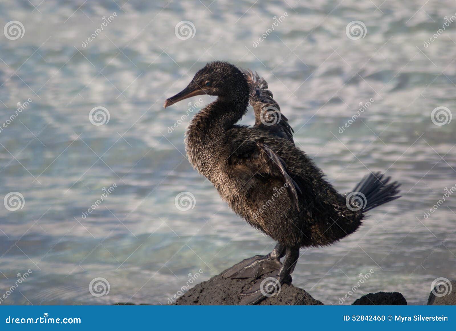 Flightless Cormorant on Galapagos Islands Stock Photo - Image of bird ...