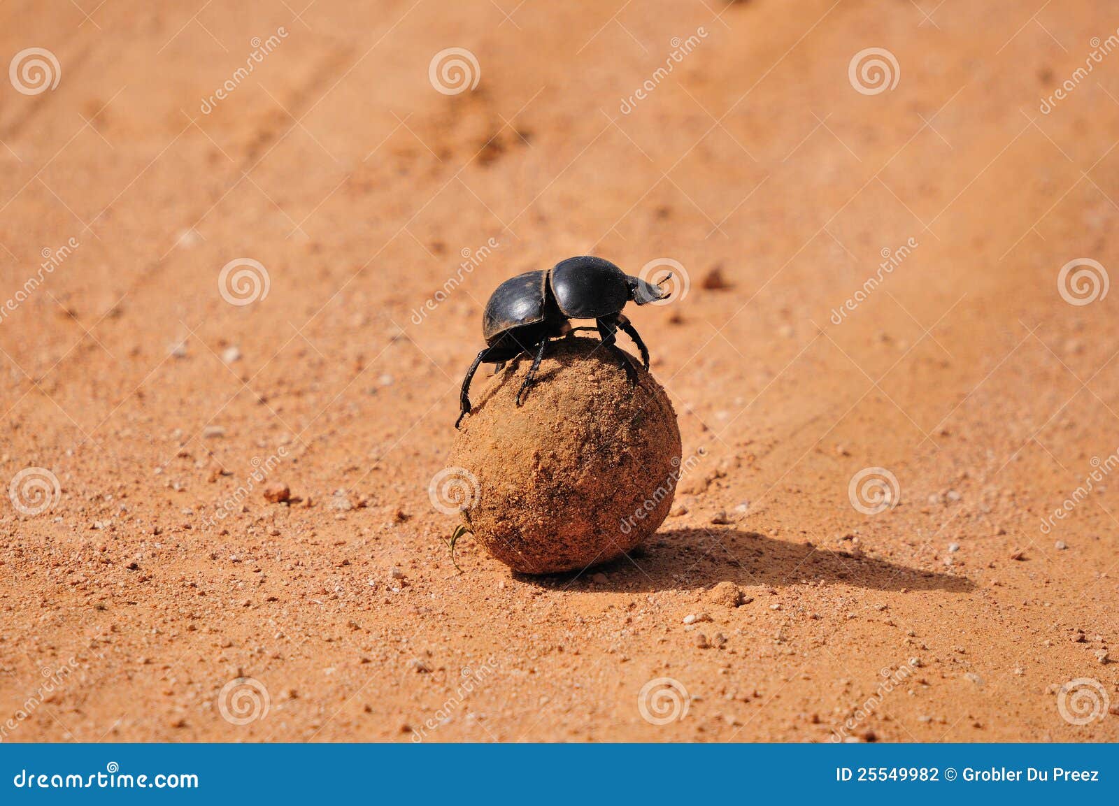 Dung Beetle Rolling Poop On A Rocky Trail Stock Photo | CartoonDealer ...