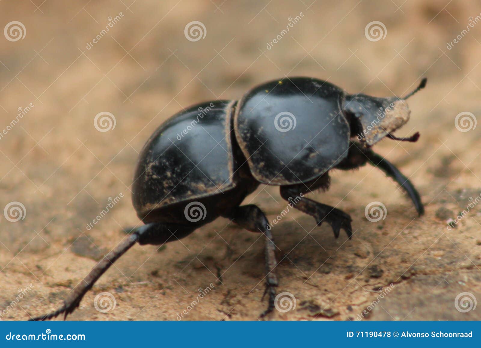 Flightless Dung Beetle stock photo. Image of south, flightless - 71190478