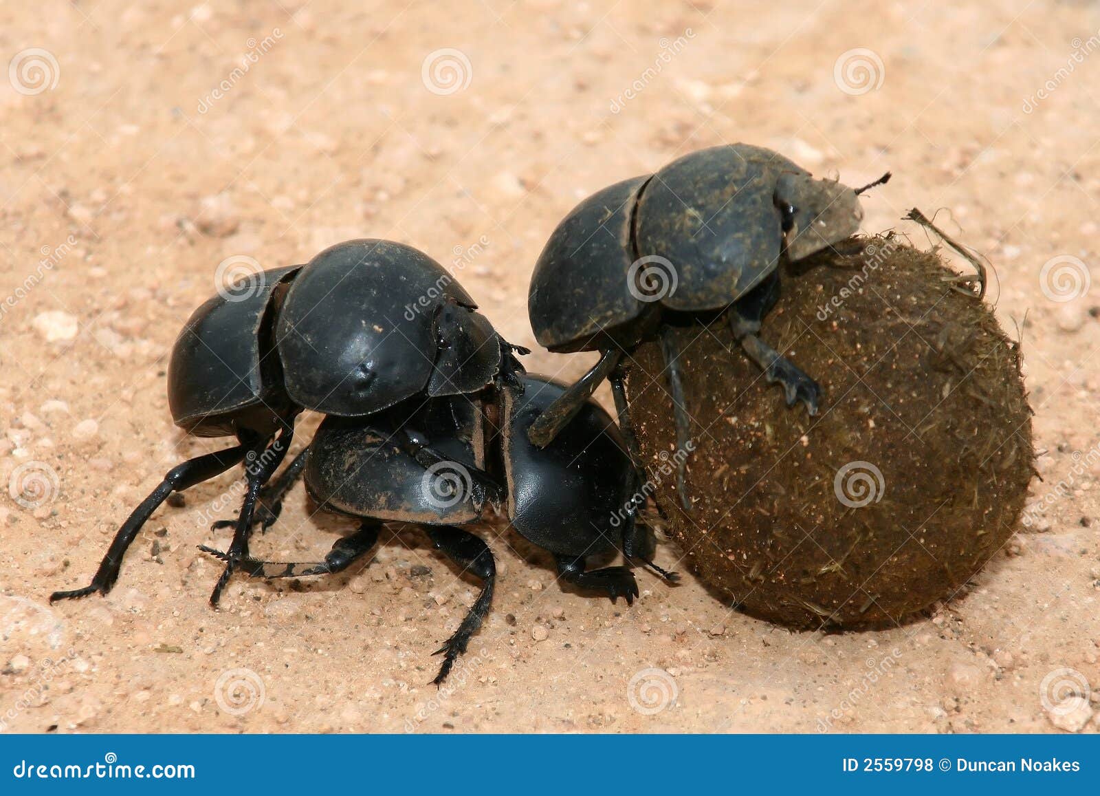 Flightless Dung Beetles stock photo. Image of roll, rolling - 2559798