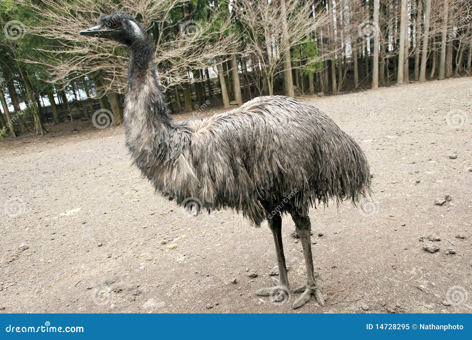 Flightless emu bird stock image. Image of brown, dromaius - 14728295