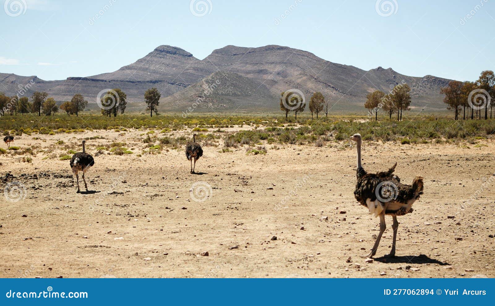 Flightless but Fast. Ostriches on the Plains of Africa. Stock Photo ...