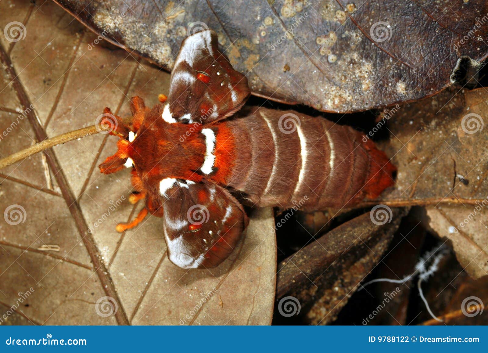 Flightless moth stock photo. Image of exotic, insect, animal - 9788122