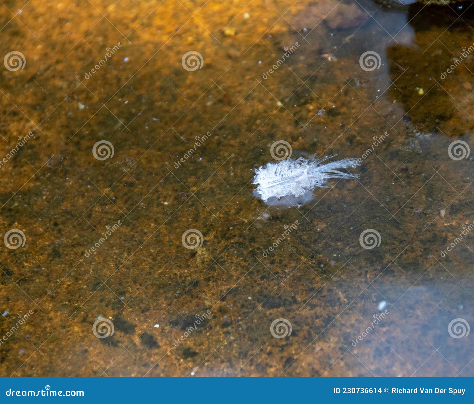 Small White Feather Floating on Water Stock Photo - Image of leaf, book ...