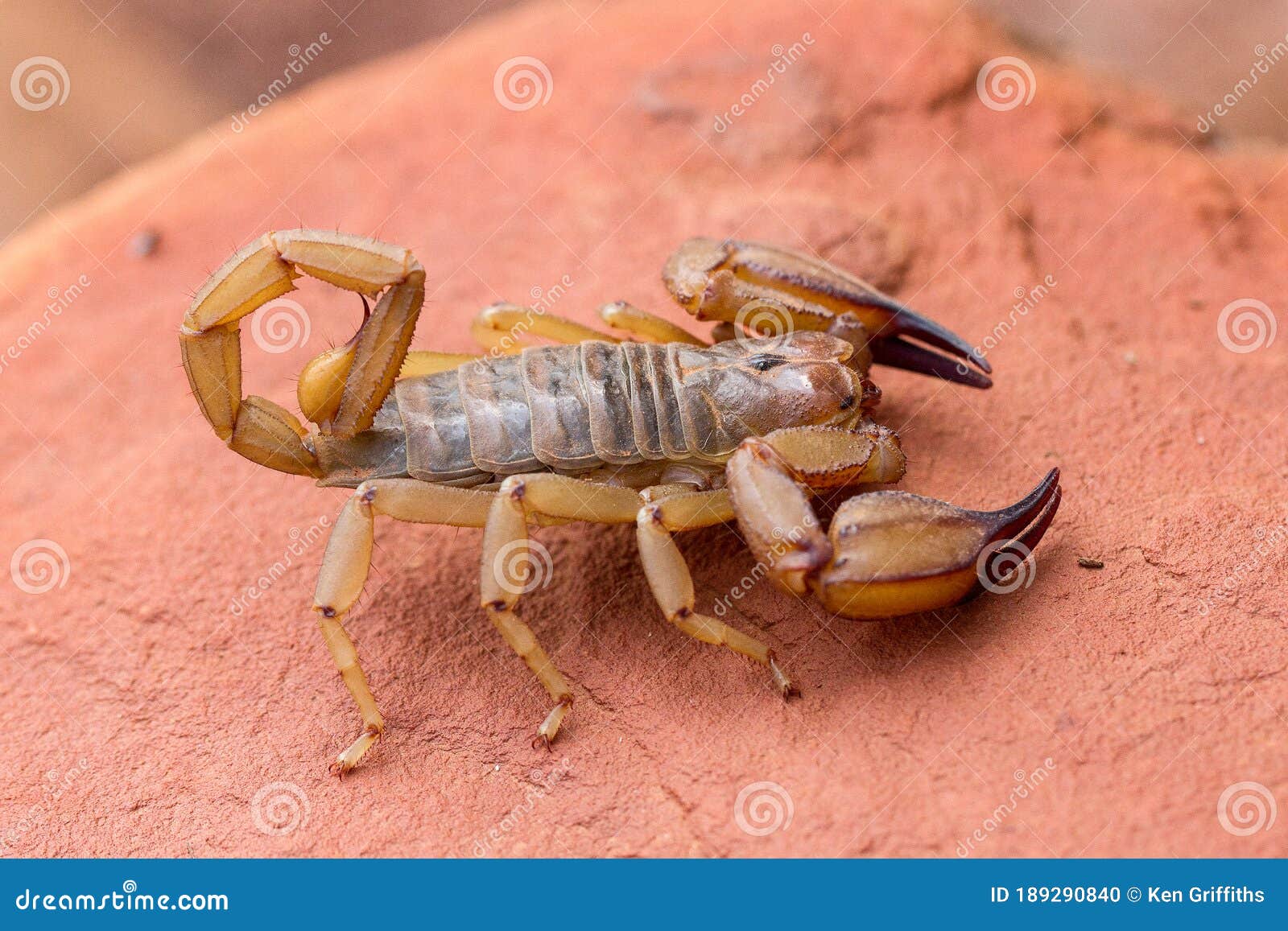 Flinder`s Ranges Scorpion stock photo. Image of australia - 189290840