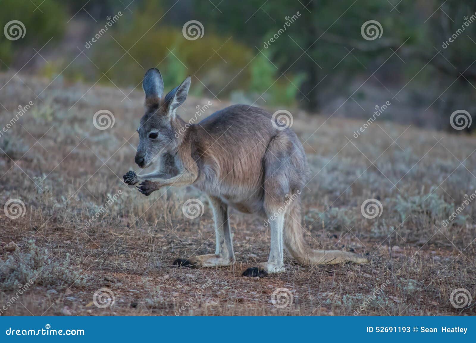 Flinders Ranges 3 stock image. Image of south, flinders - 52691193