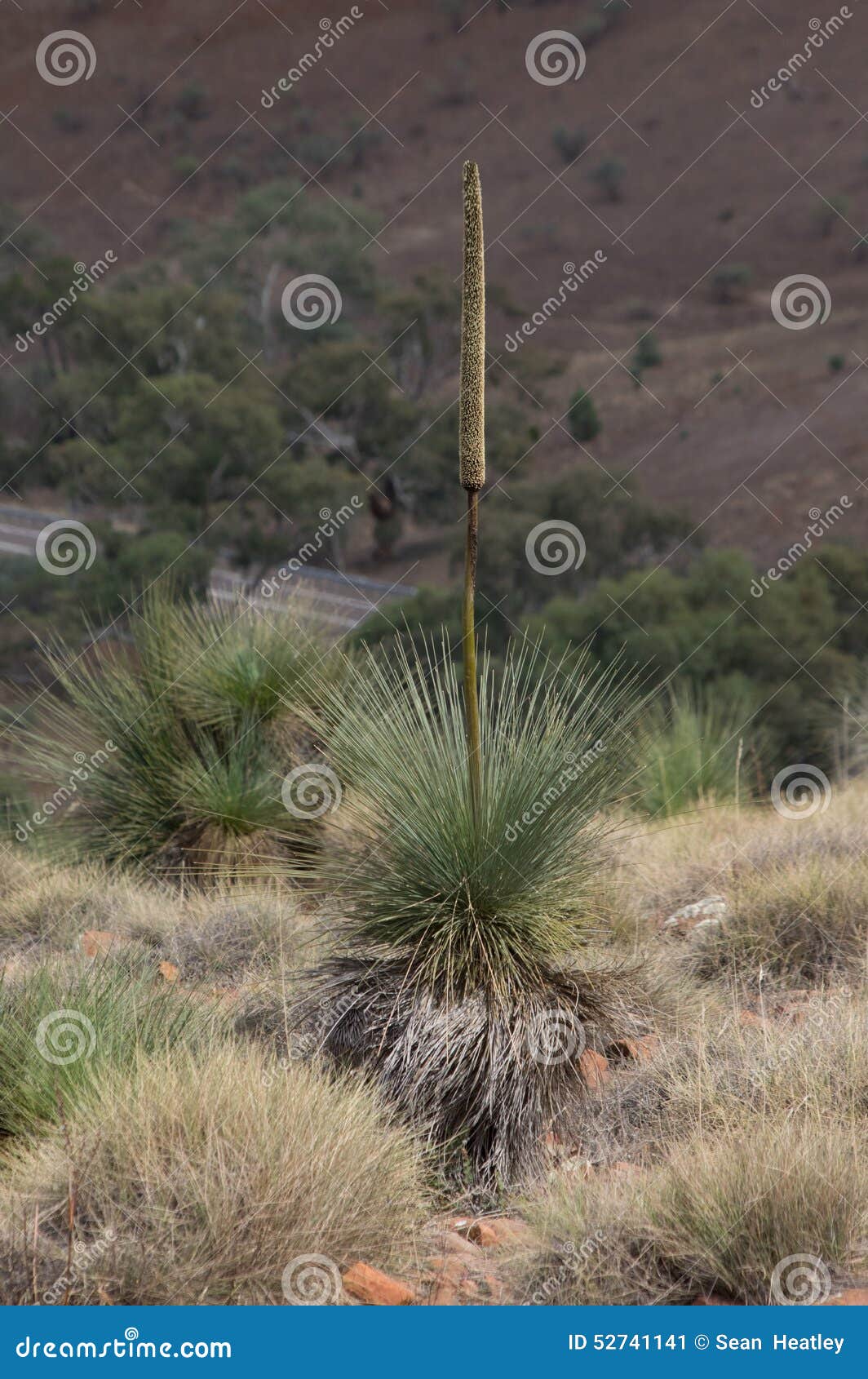 Flinders Ranges 26 stock image. Image of outback, flora - 52741141