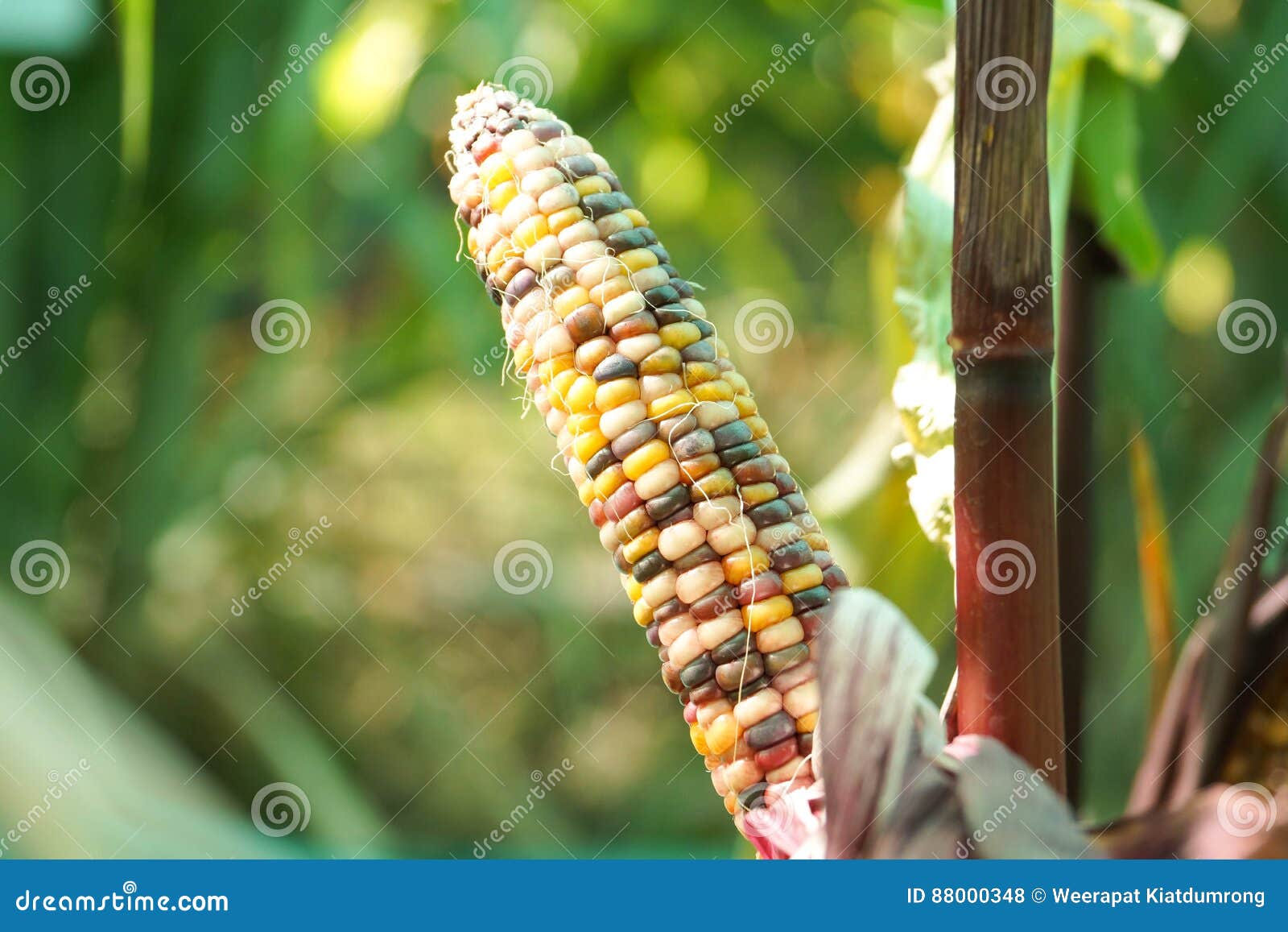 Flint corn stock photo. Image of harvest, indian, colorful - 88000348