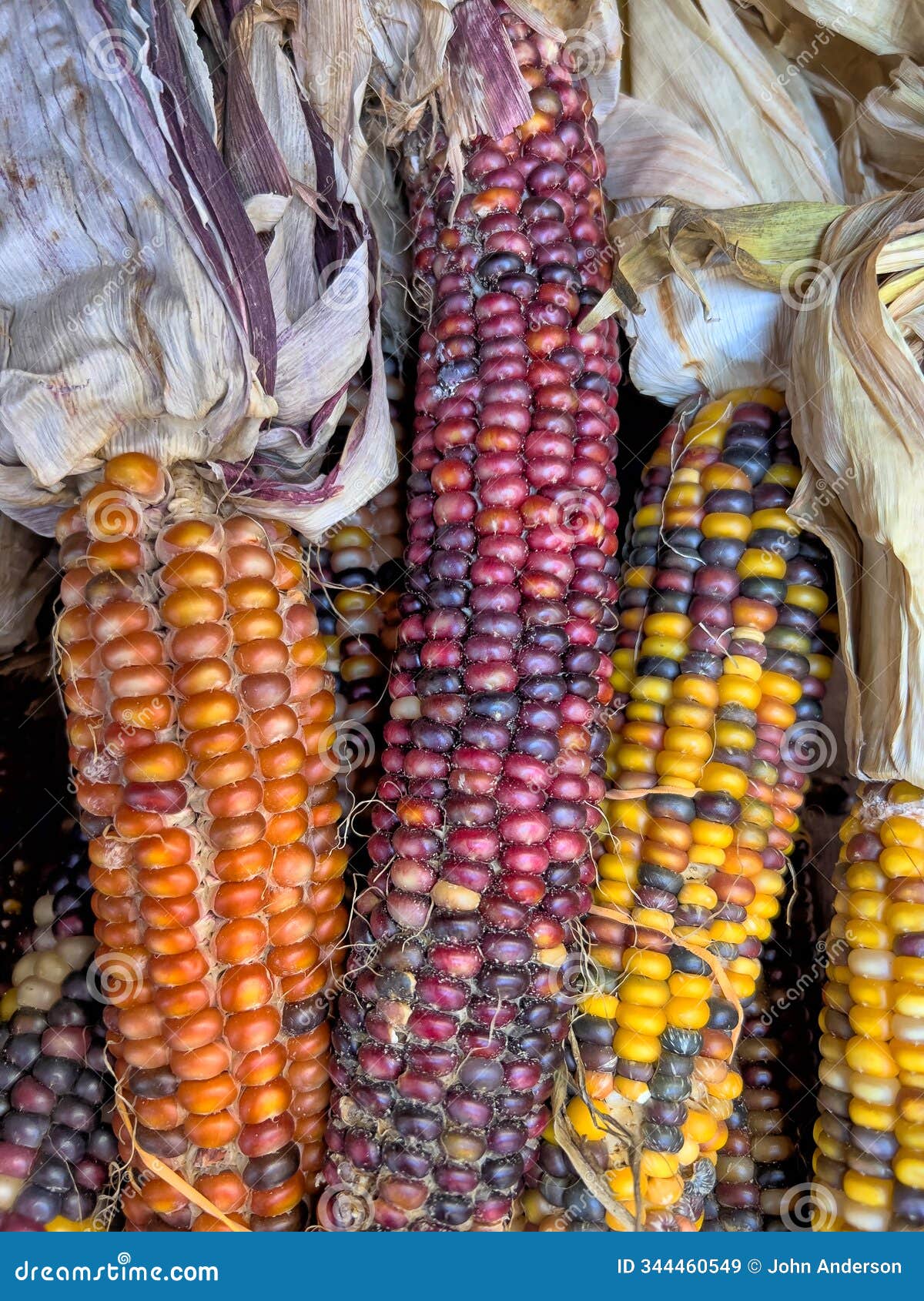 Flint Corn Also Known As Indian Corn Stock Image - Image of calico ...