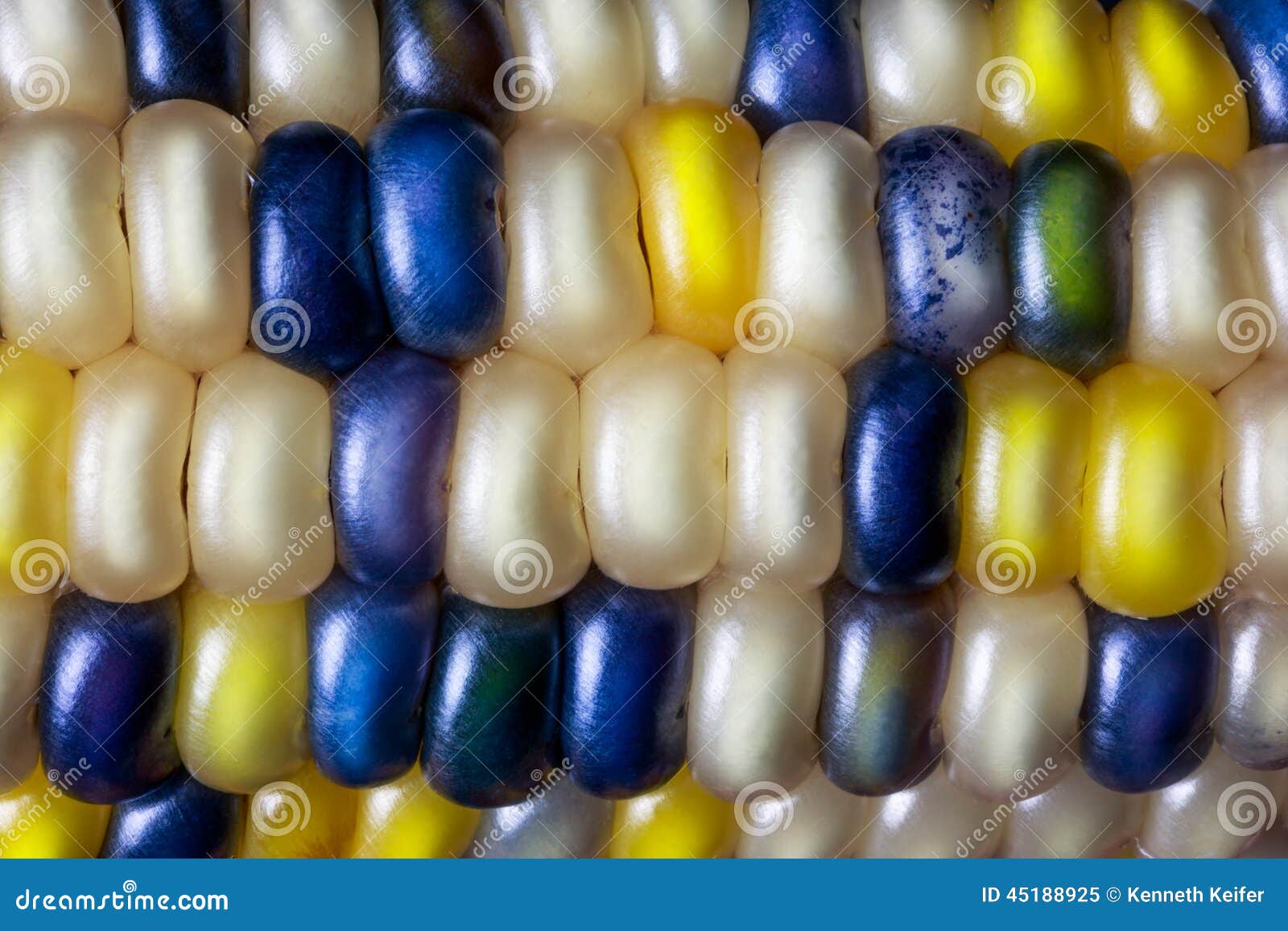 Flint Corn Color stock image. Image of ears, flint, november - 45188925
