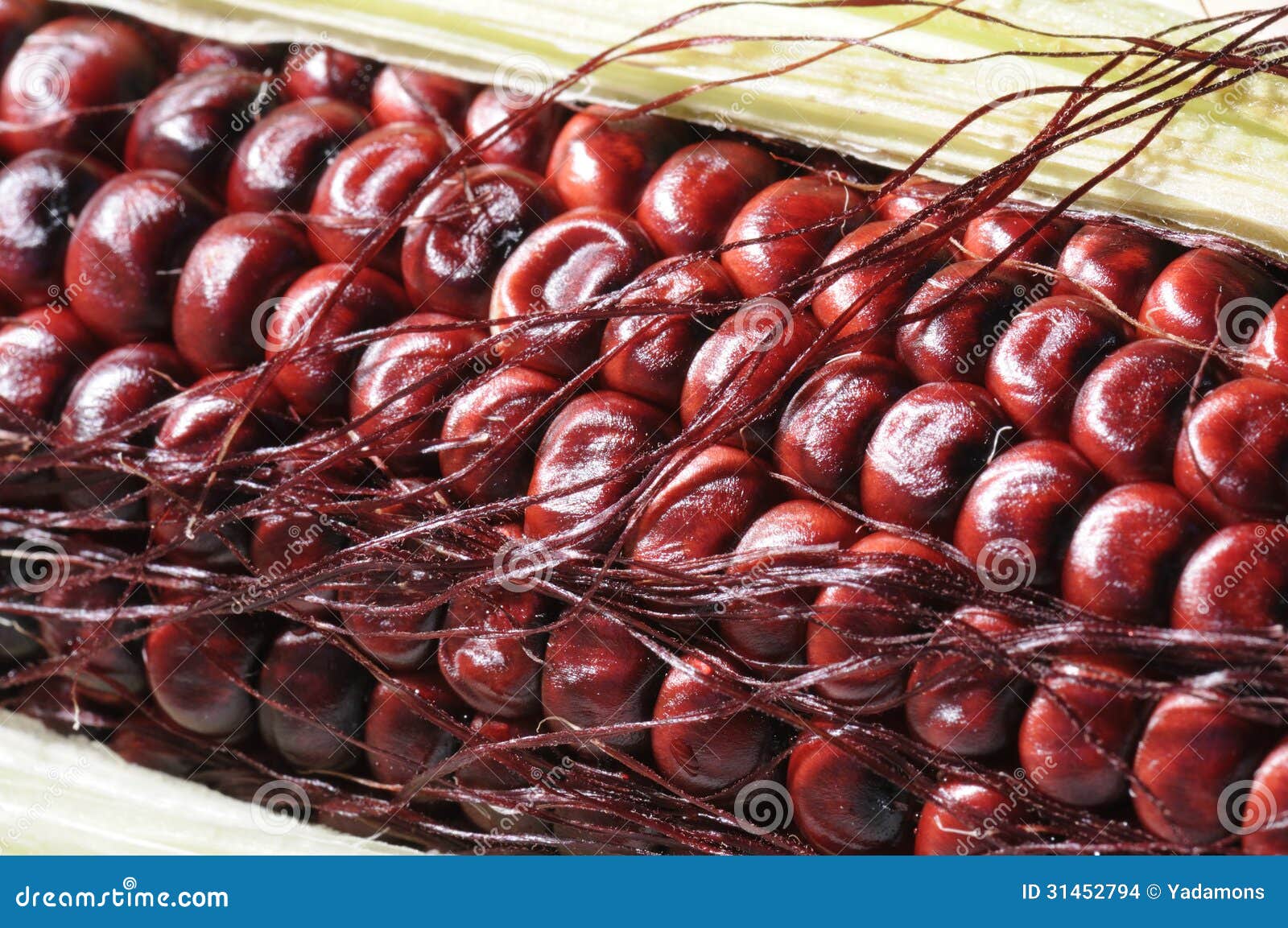 Flint Corn Indian Corn foto de archivo. Imagen de nadie - 31452794