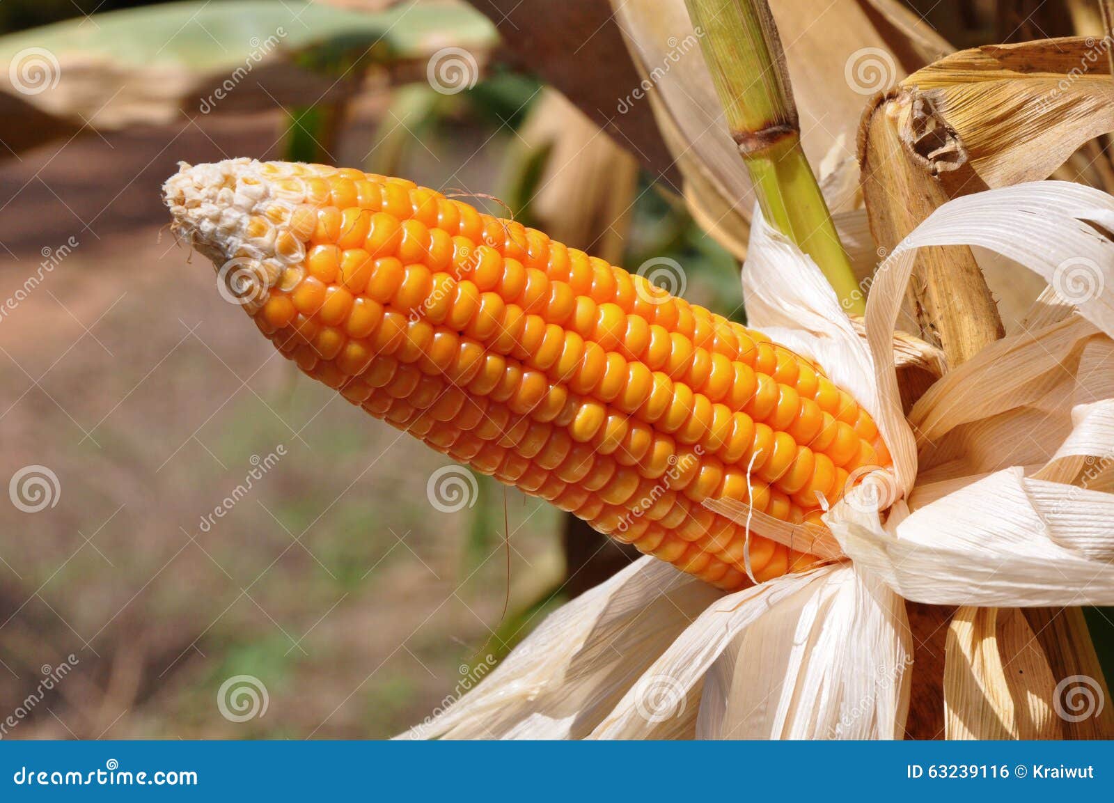 Flint corn stock photo. Image of flint, maize, kernel - 63239116