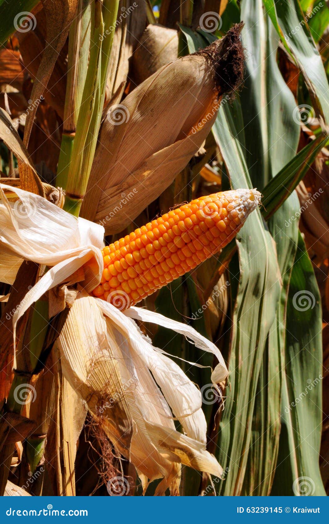 Flint corn stock image. Image of agriculture, flour, stalk - 63239145