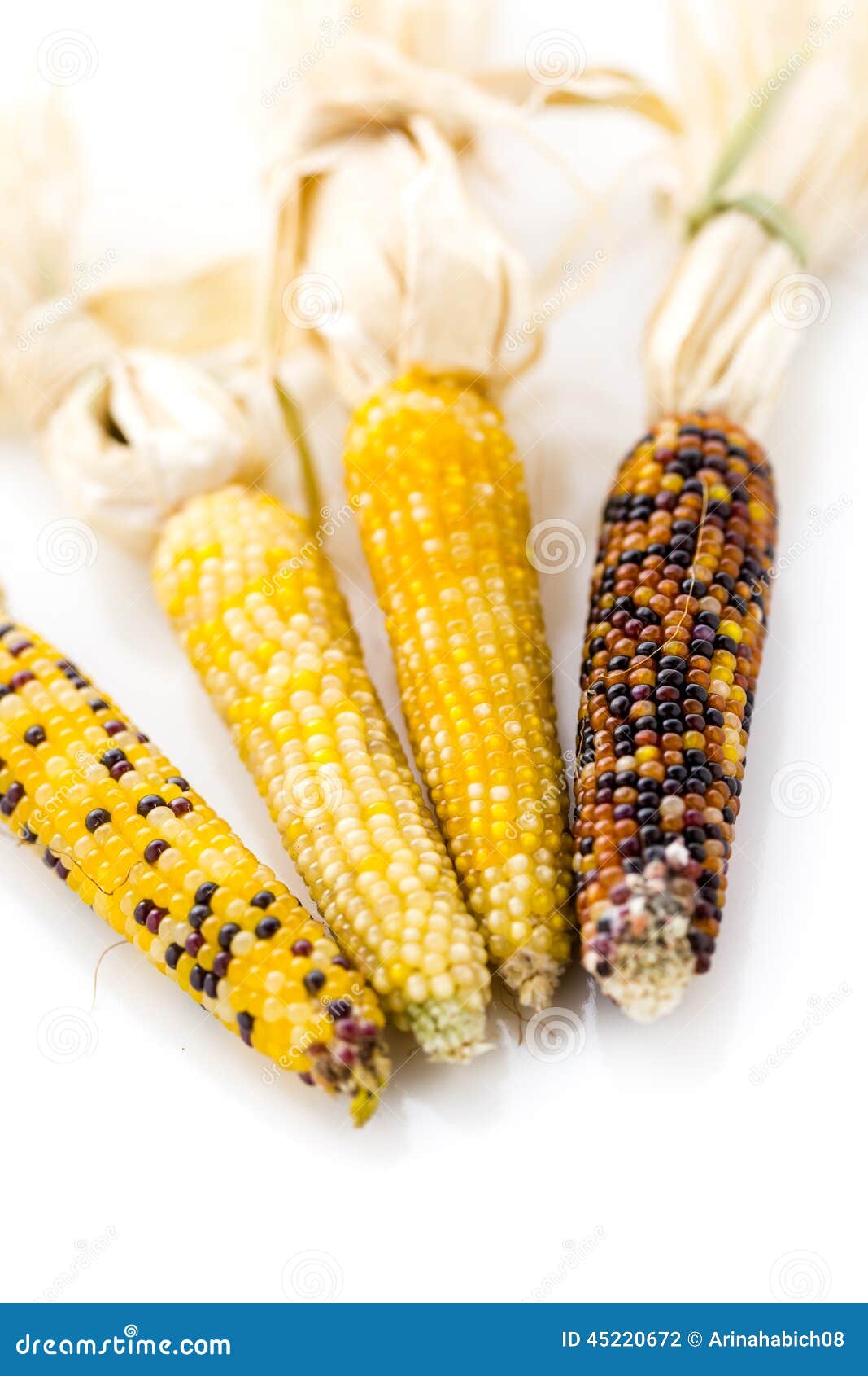 Flint corn stock photo. Image of festival, grain, hallowe - 45220672