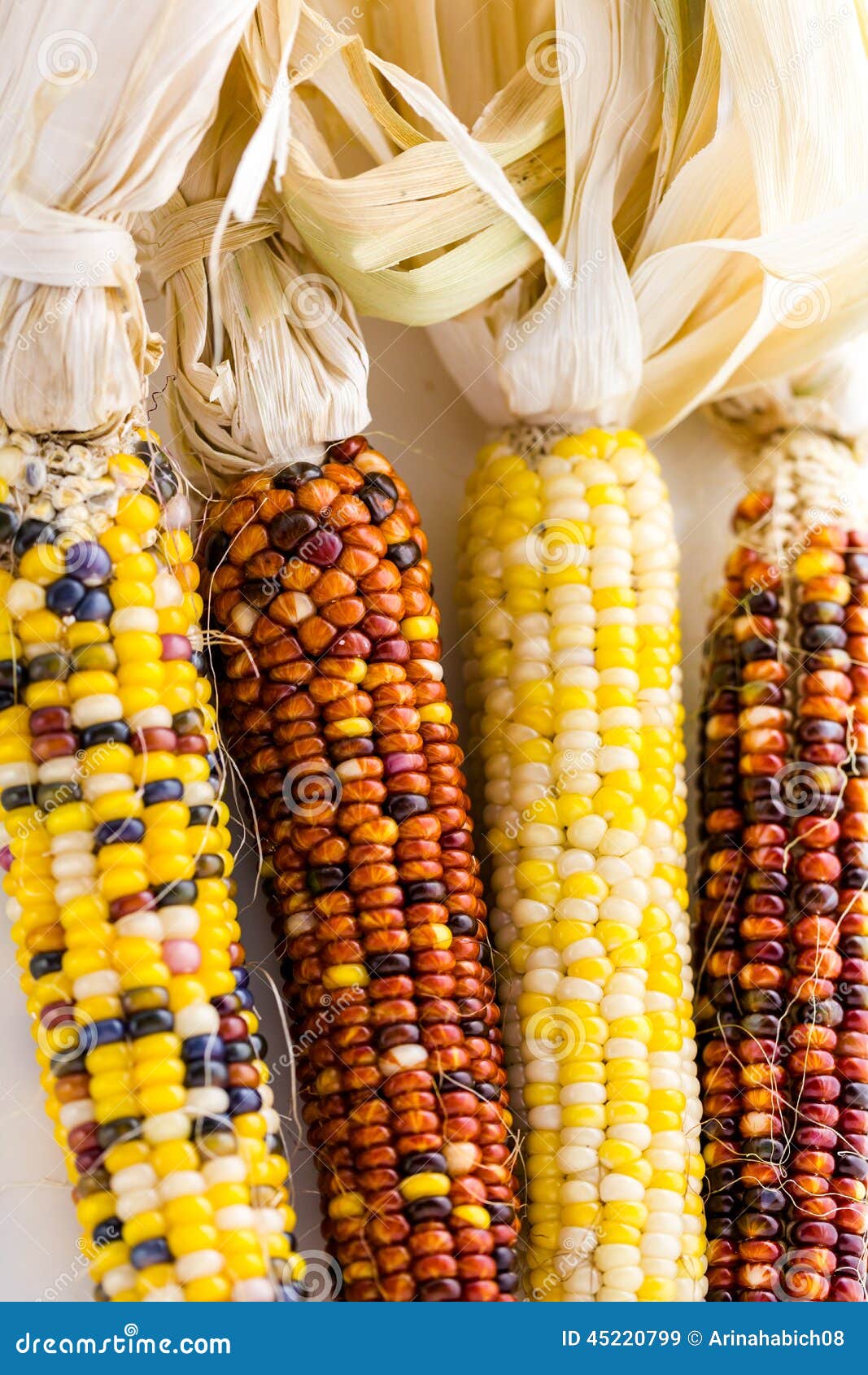 Flint corn stock image. Image of eating, maize, mays - 45220799