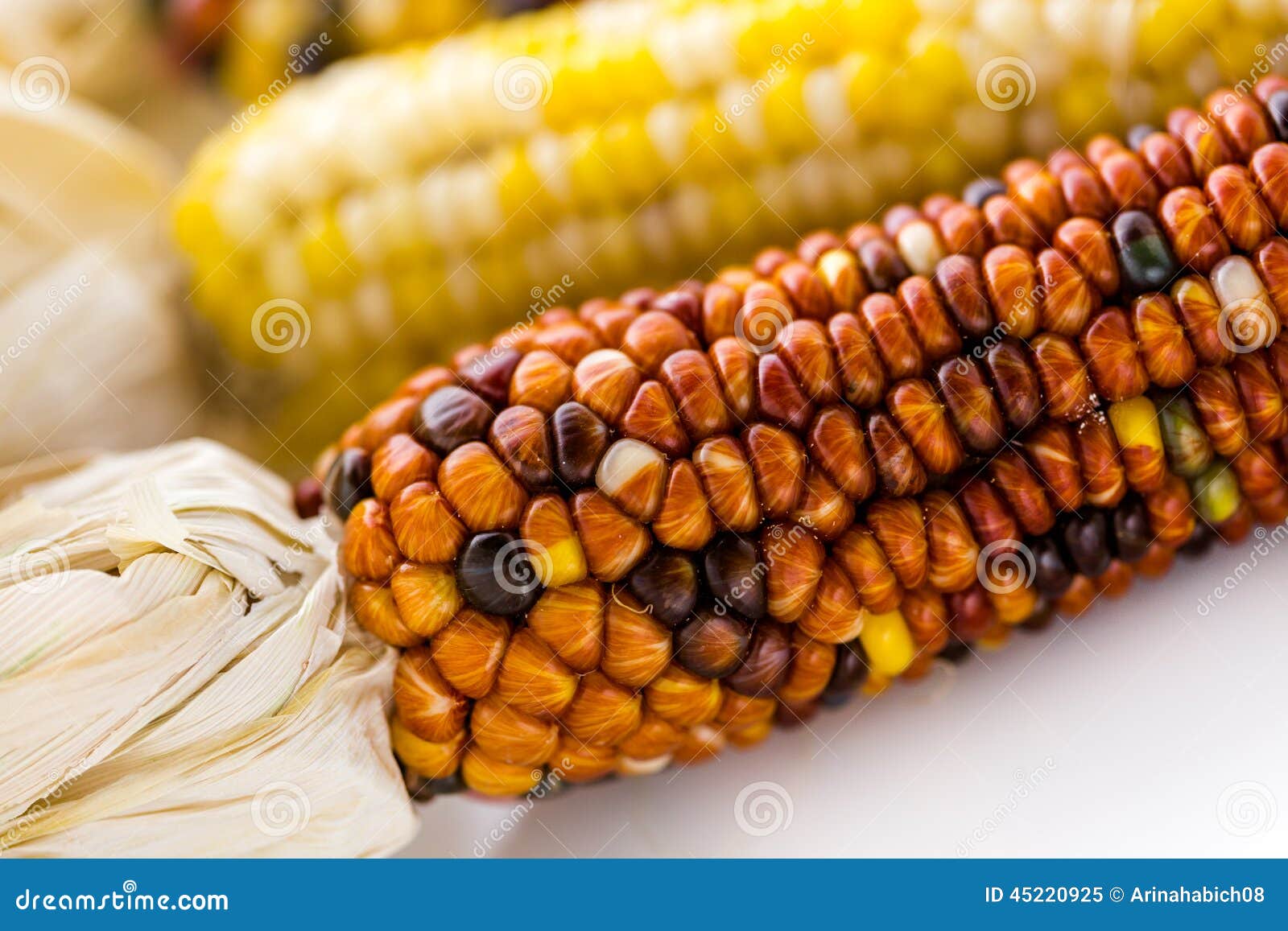 Flint corn stock image. Image of corn, harvest, indian - 45220925