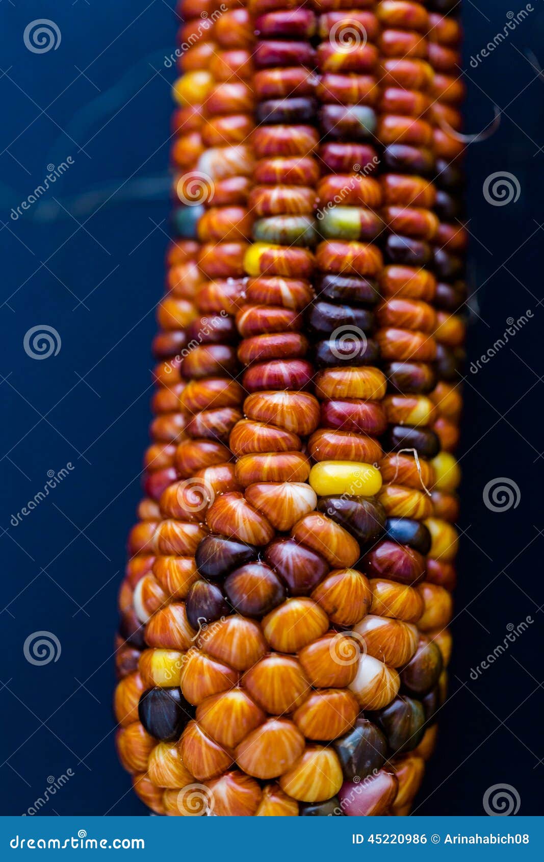 Flint corn stock photo. Image of fall, healthy, indian - 45220986