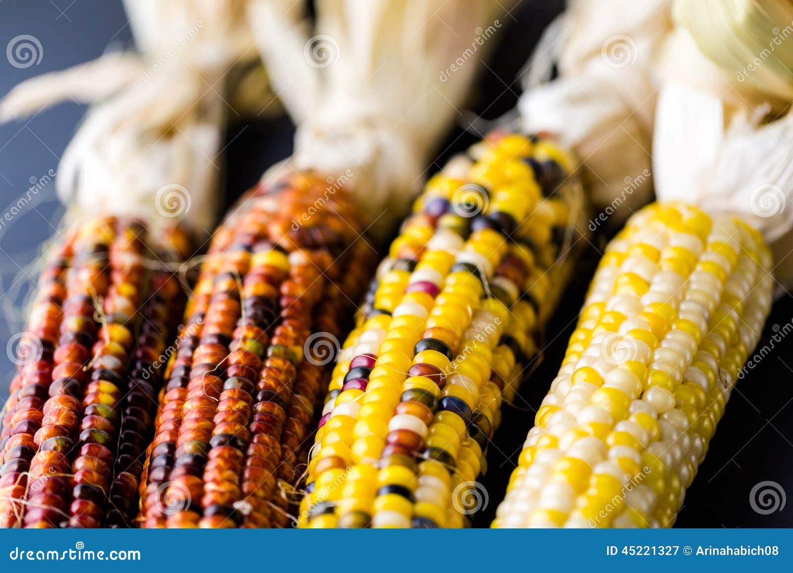 Flint corn stock image. Image of mielie, hallowe, eating - 45221327