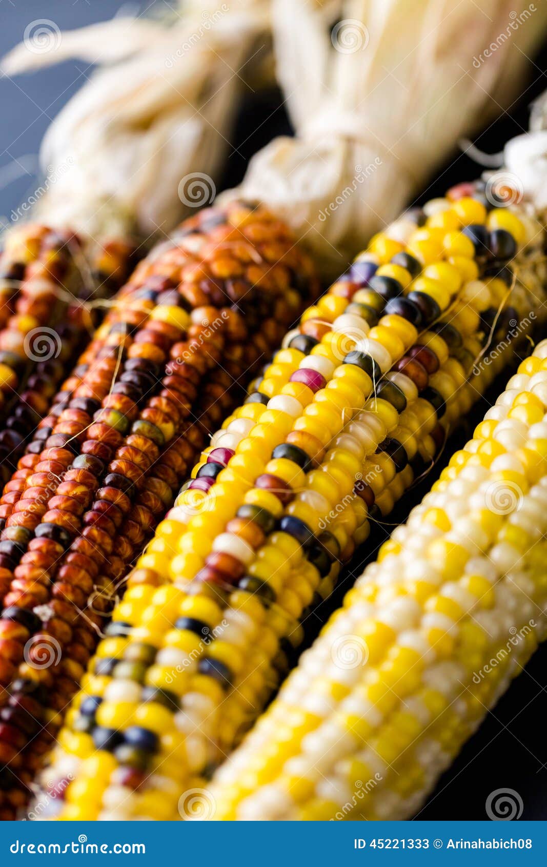 Flint corn stock image. Image of indian, mielie, mays - 45221333