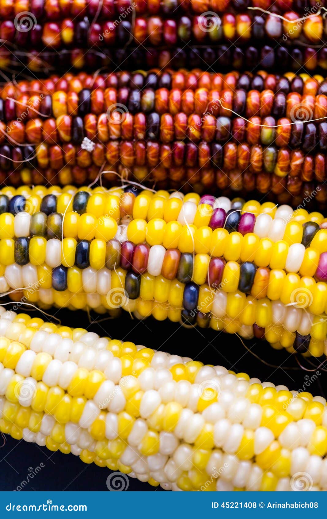 Flint corn stock photo. Image of kernels, pagan, autumn - 45221408
