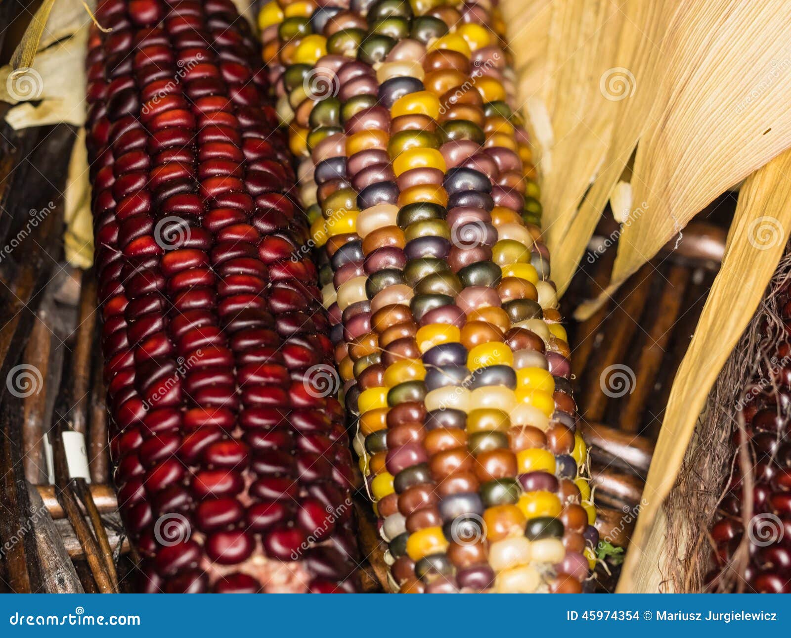 Flint corn stock photo. Image of indian, holiday, brown - 45974354