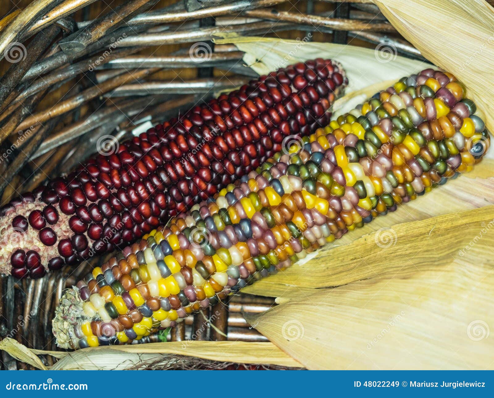 Flint corn stock image. Image of husk, yellow, harvest - 48022249