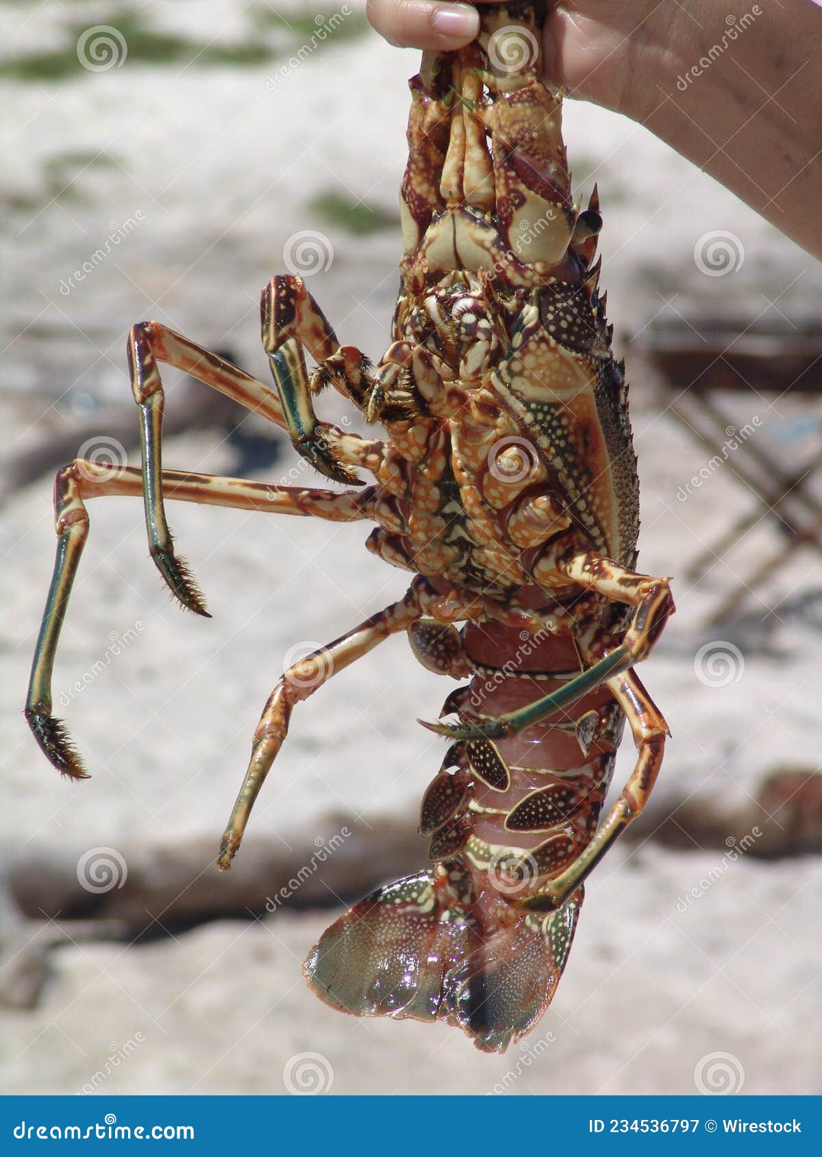 Flipped Vertical Shot of a Hand Holding a Lobster Stock Image - Image ...