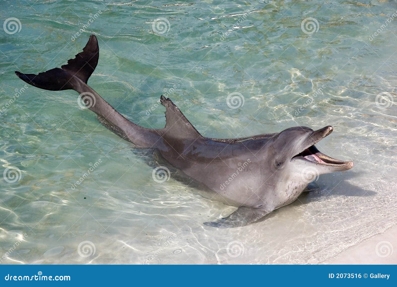 Flipper stock photo. Image of marine, mammal, sand, waters - 2073516