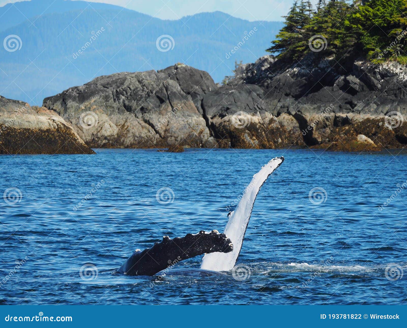 Flippers of a Humpback Whale Stock Photo - Image of wilderness, wave ...