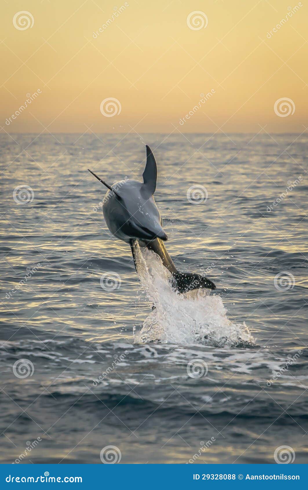 Flipping Dolphin at Sunrise Stock Photo - Image of splash, sunrise ...
