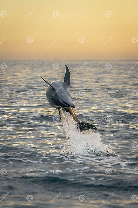 Flipping Dolphin at Sunrise Stock Photo - Image of splash, sunrise ...