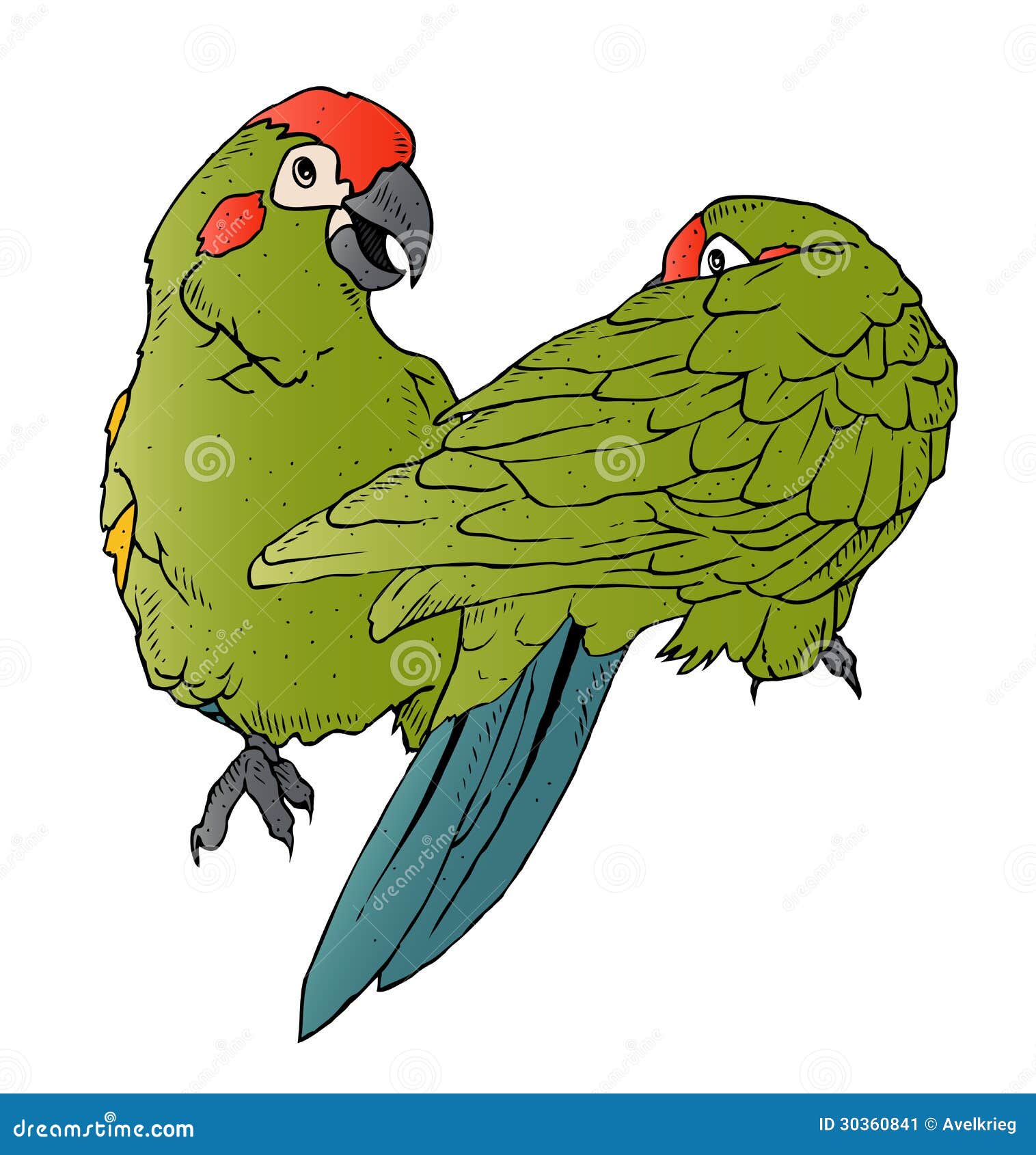 Flirting Parrots stock vector. Illustration of parrots - 30360841