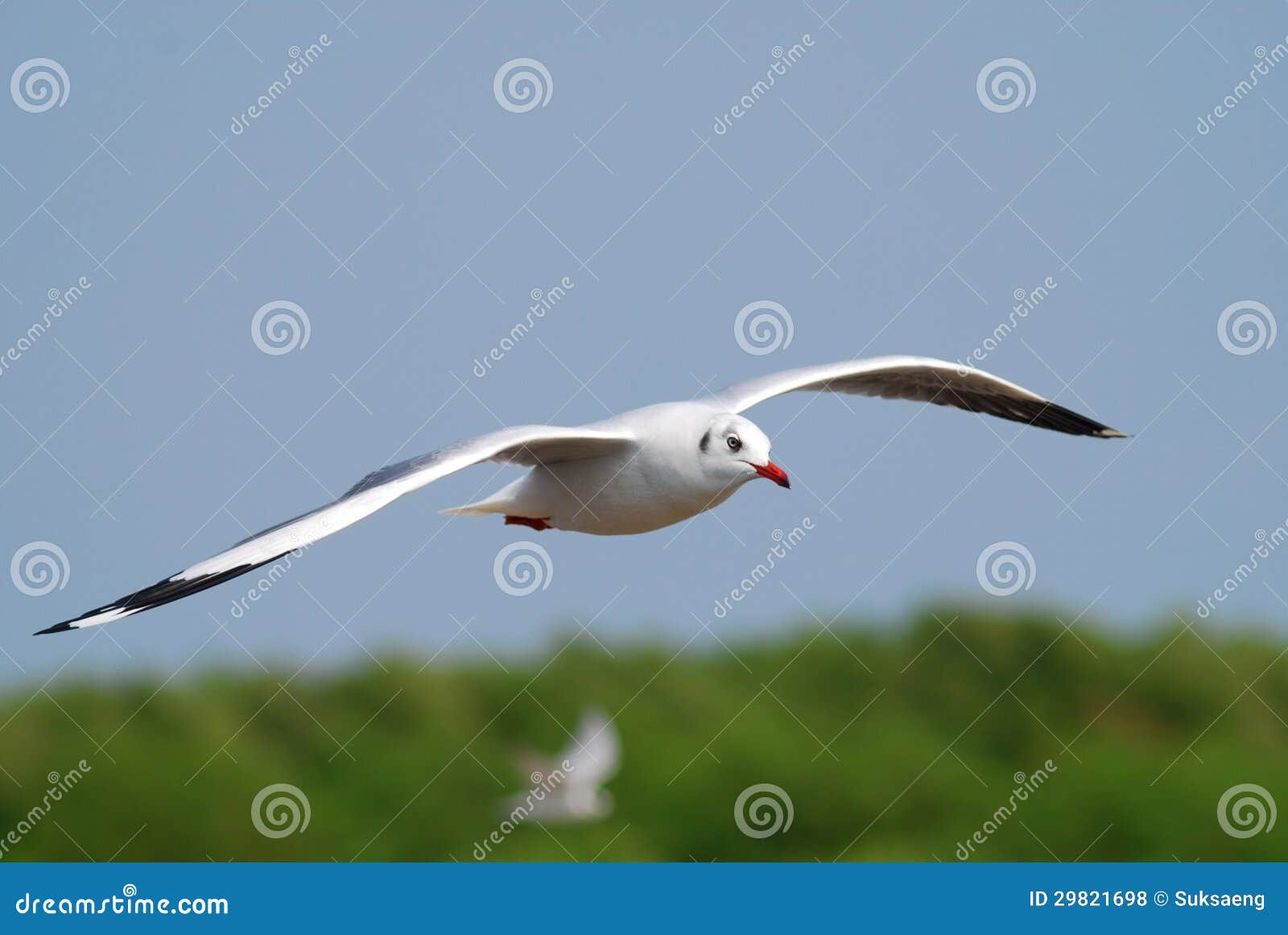 Flit stock photo. Image of tour, tourism, wing, thailand - 29821698