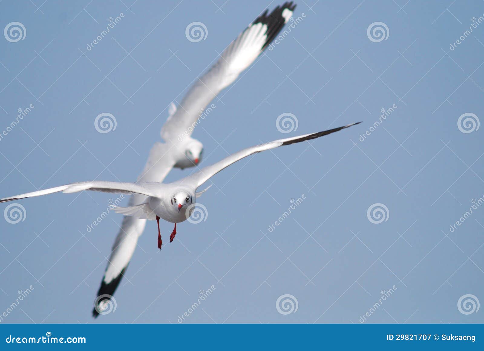 Flit stock image. Image of bird, wing, asia, trip, blue - 29821707