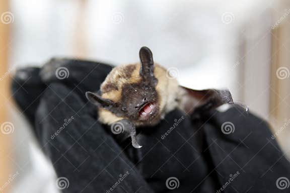 Flitter-mouse stock image. Image of winter, road, flittermouse - 26143187