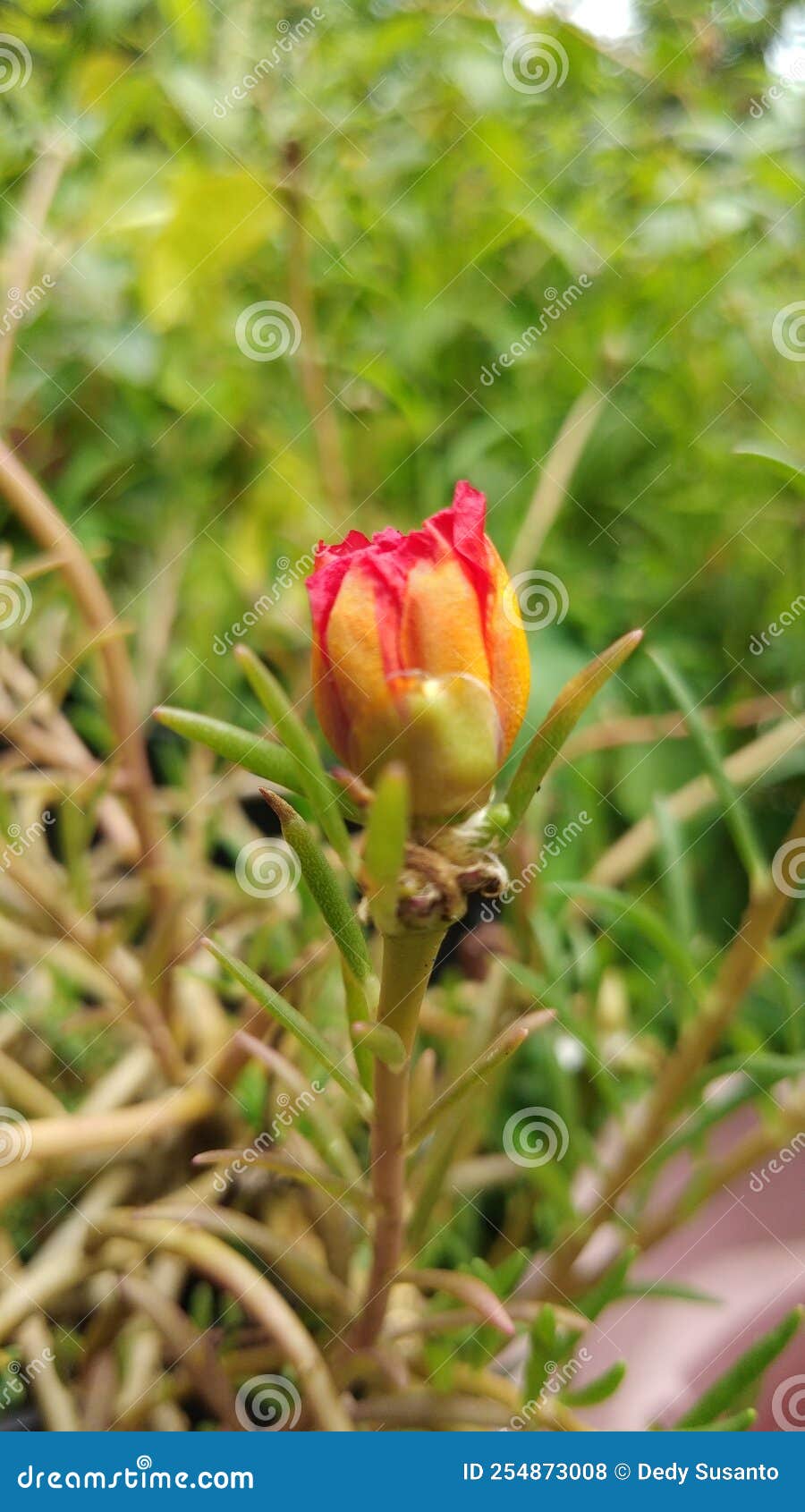 The Flower Nine O Clock or Rose Moss Stock Photo - Image of nine ...